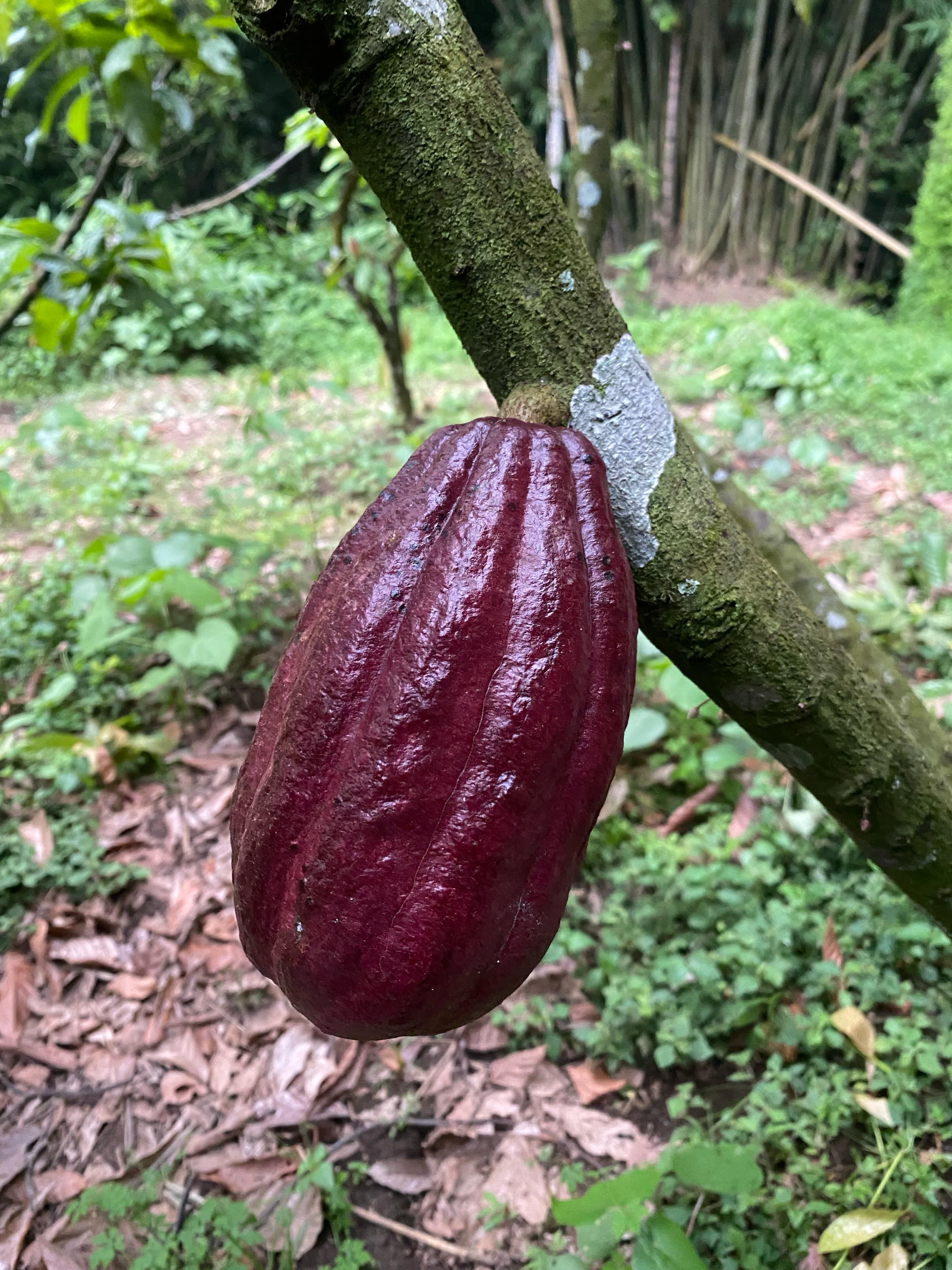 Article Kusumadjaya Beda Jenis Beda Fungsi, Ini Perbedaan Cokelat ...